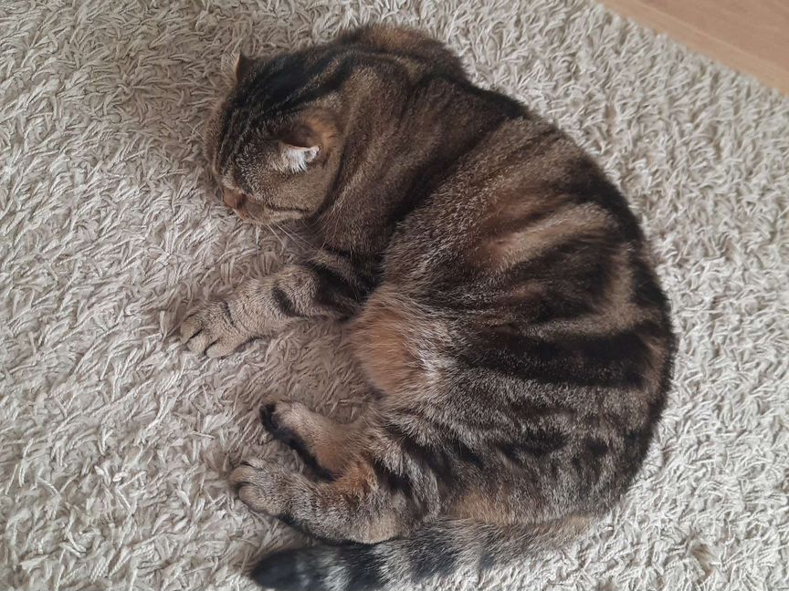 Британский вислоухий кот