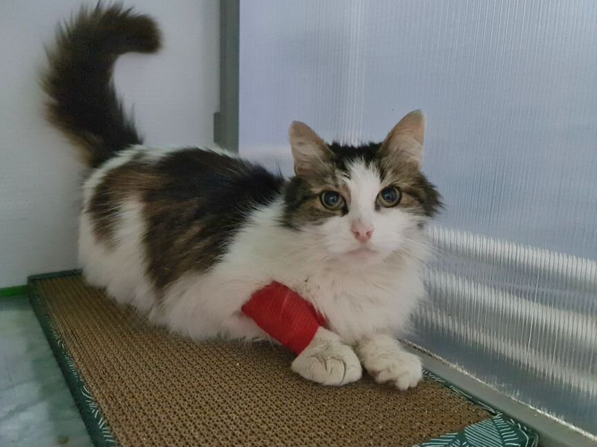 Кошка Ванилька. Поиск прежних или новых хозяев