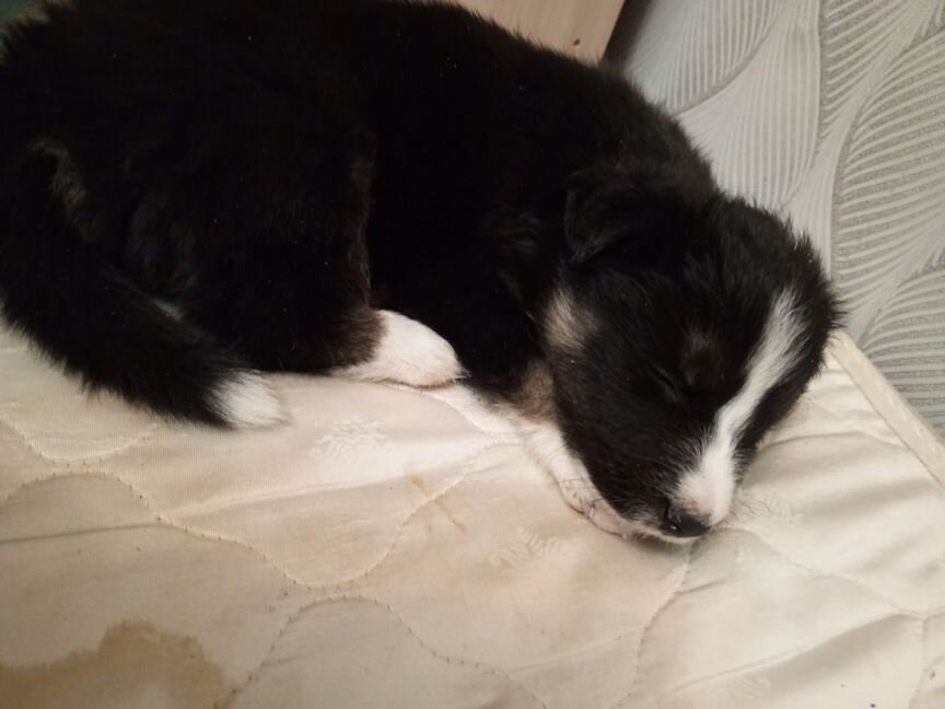 Продам щенка хаски