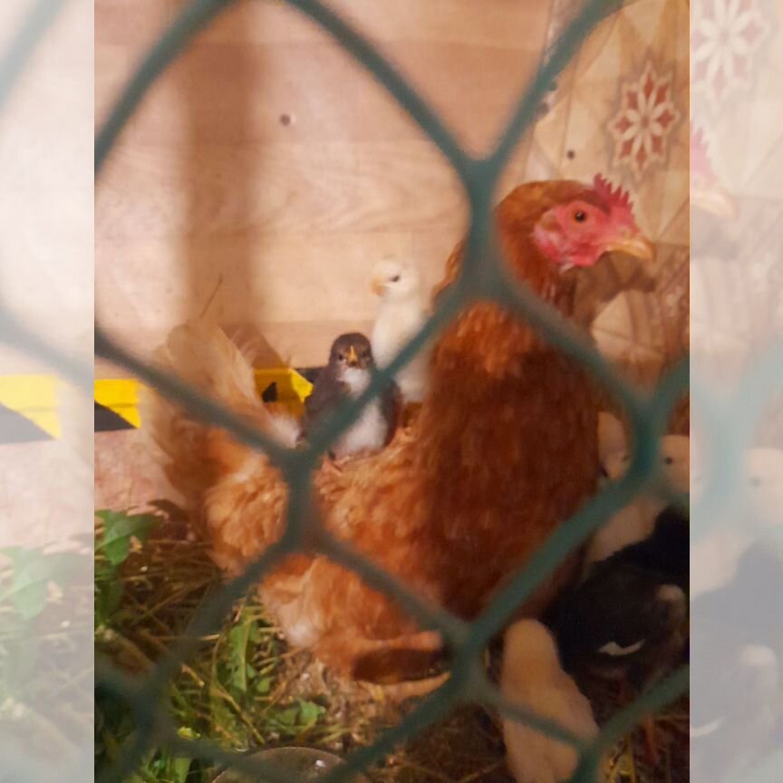Клуша с цыплятами