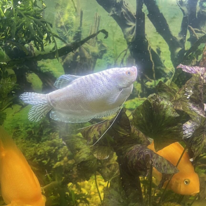 Рыба гурами