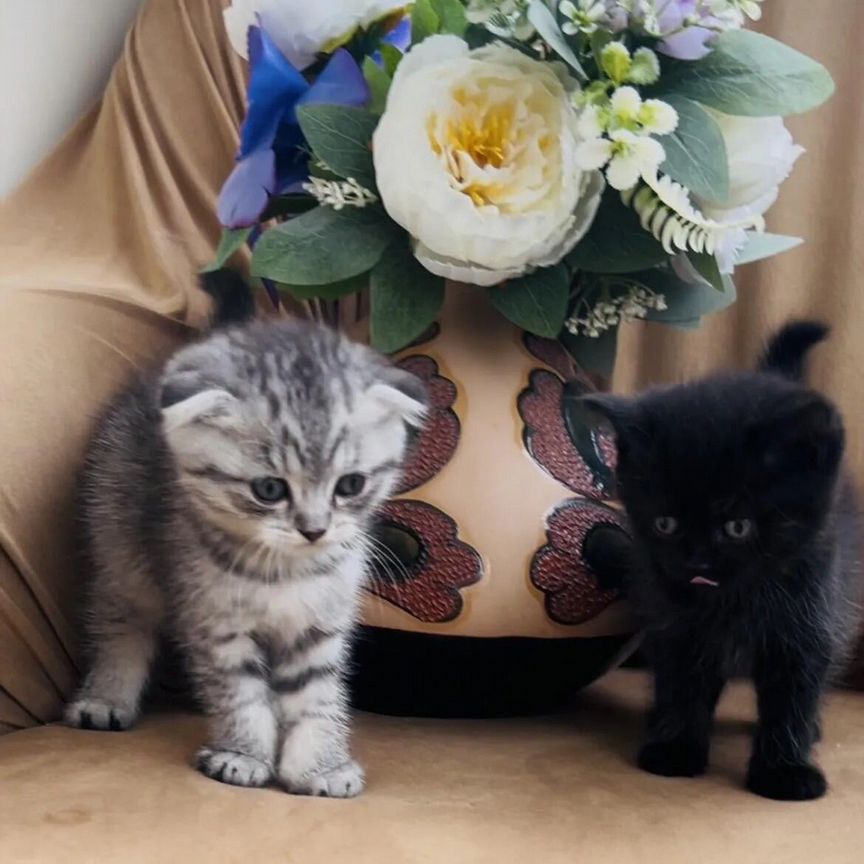 Котята
