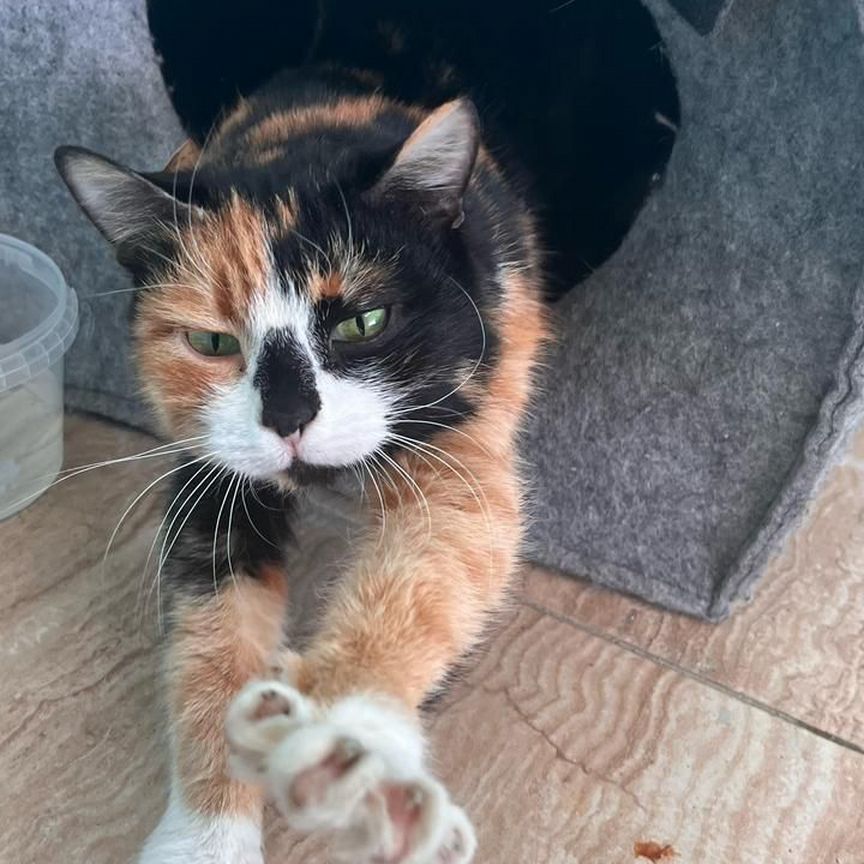 Кошка трёхцветная красотка