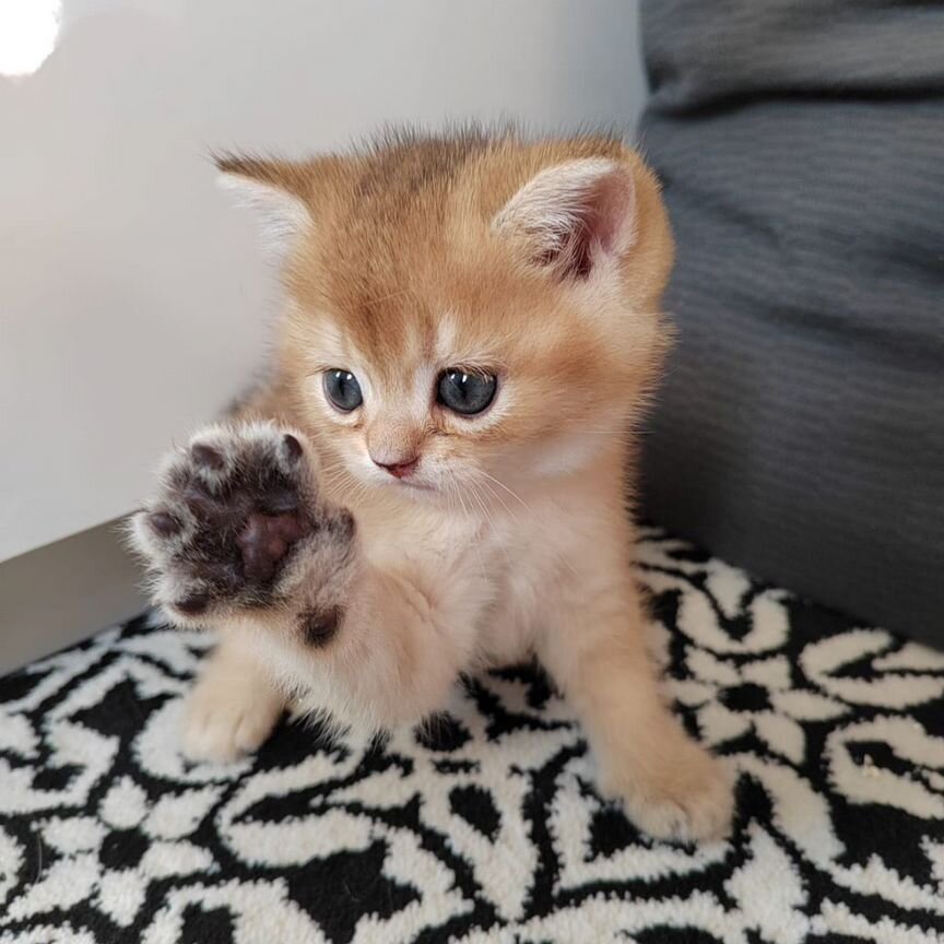 Шотландские котята