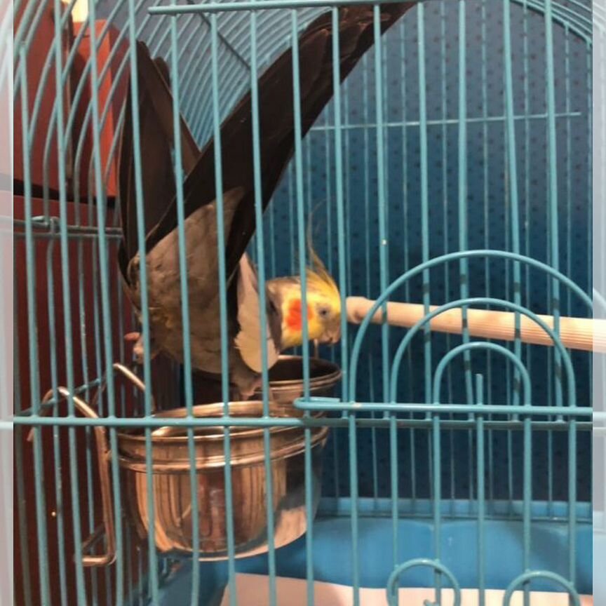 Попугай корелла