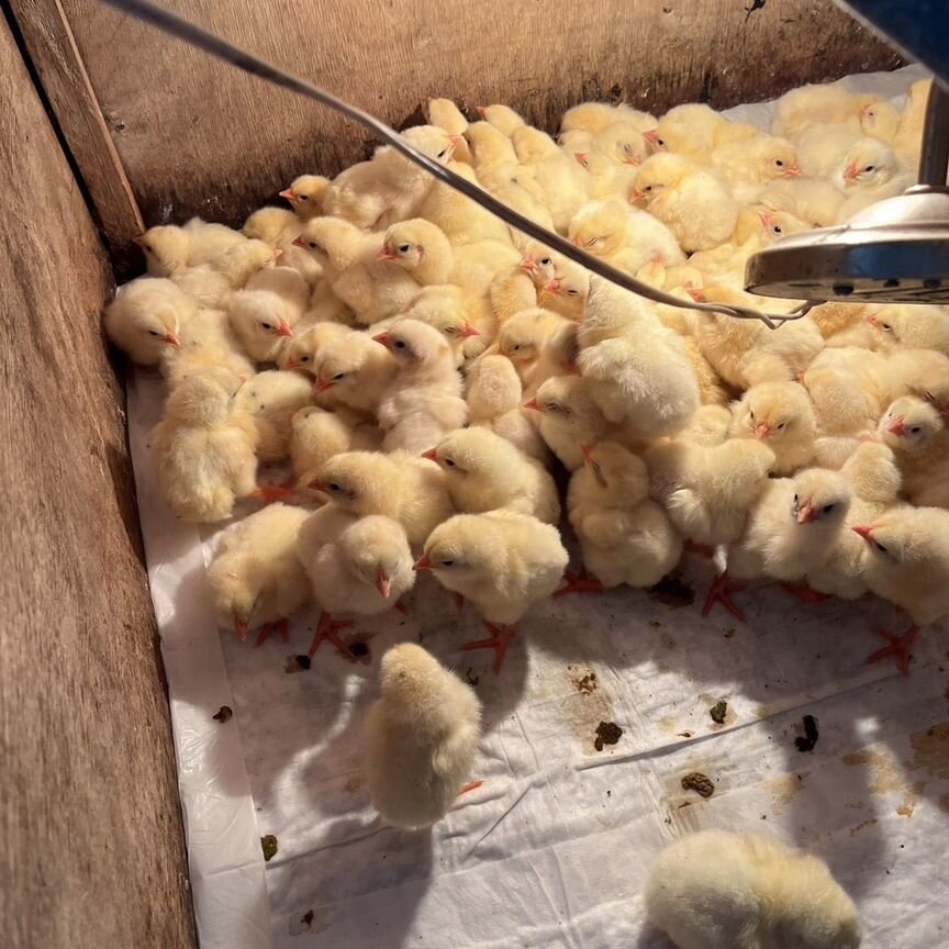 Цыплята бройлеры кобб 500,фазанята