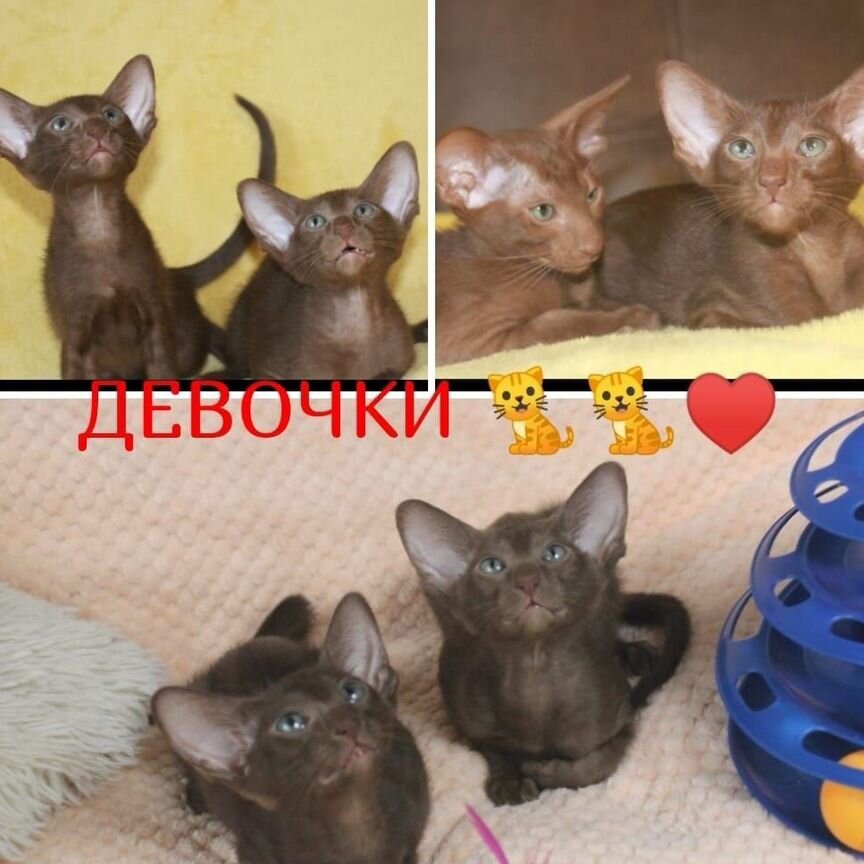 Ориентальные котята девочки