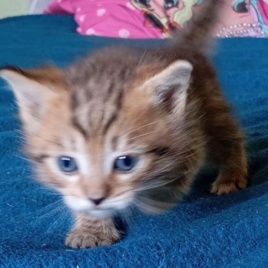 Котята отдам в добрые руки бесплатно