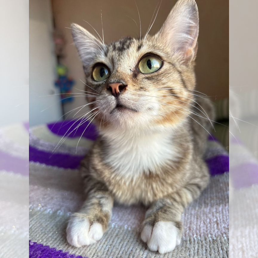 Котёнок в добрые руки