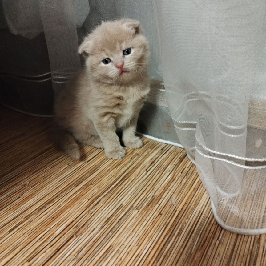 Британские котята