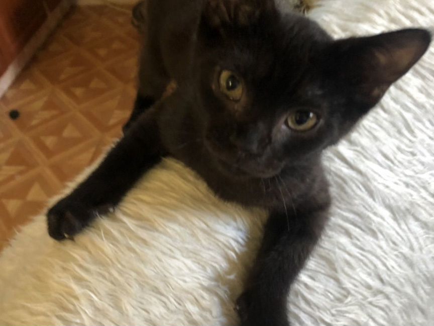 Необычный котенок