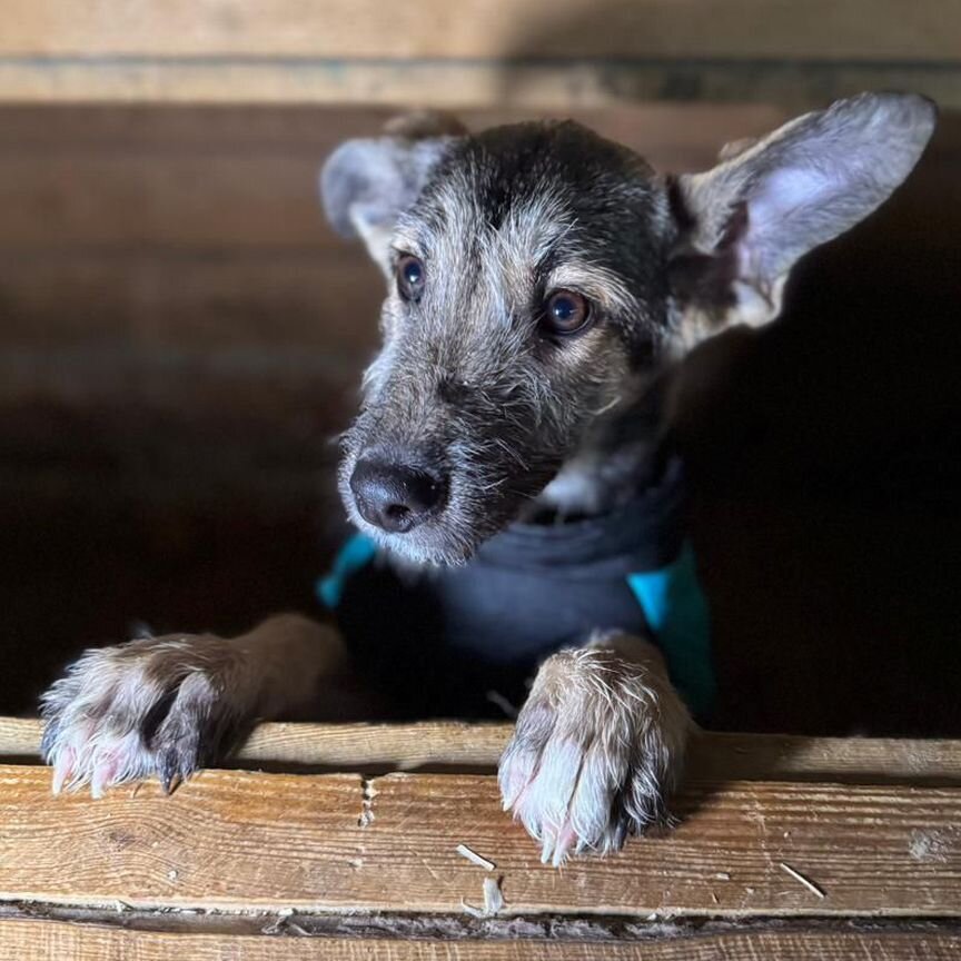 Собака из приюта Некрасовка
