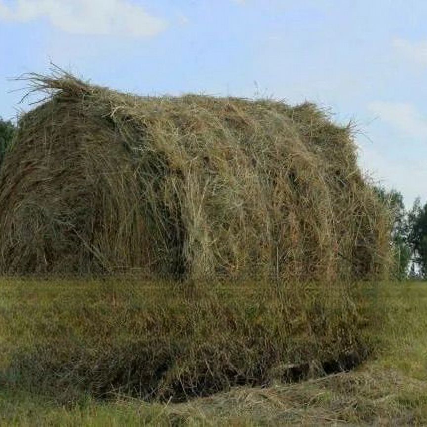 Продам сено в рулонах