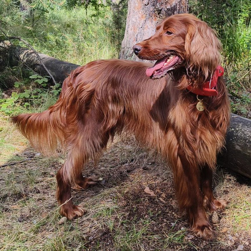 Ирландский сеттер, взрослая собака