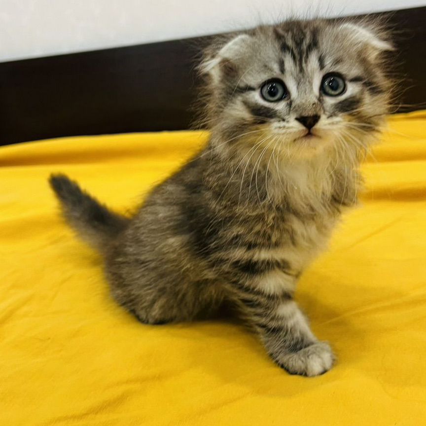 Вислоухие котята в добрые руки
