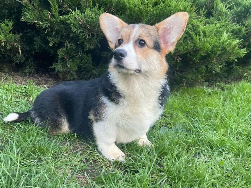 Мальчик корги