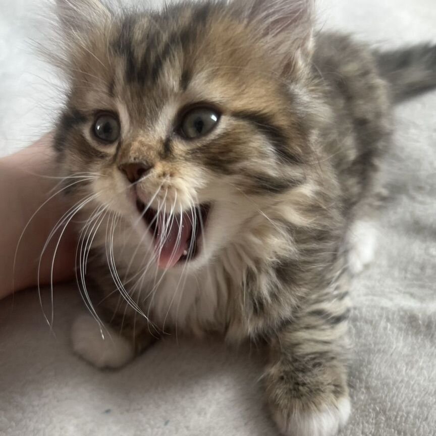 Британский длинношёрстный котёнок