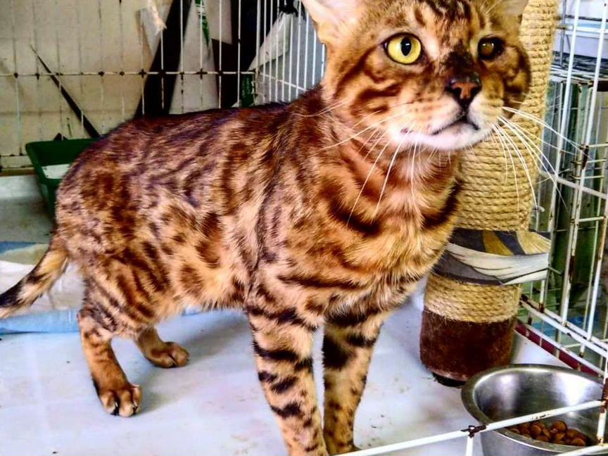 Бенгал, котик, бесплатно