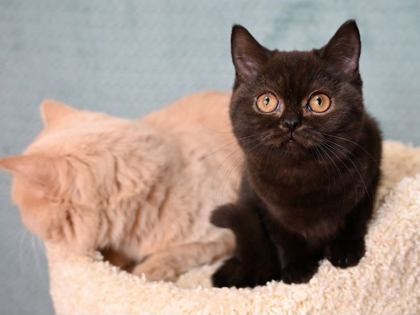 Темно шоколадные британские котята, девочки