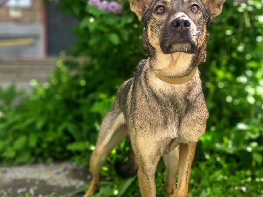 Худенький пёсик Амирчик живёт в коридорчике