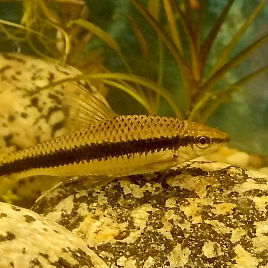 Сиамский водорослеед