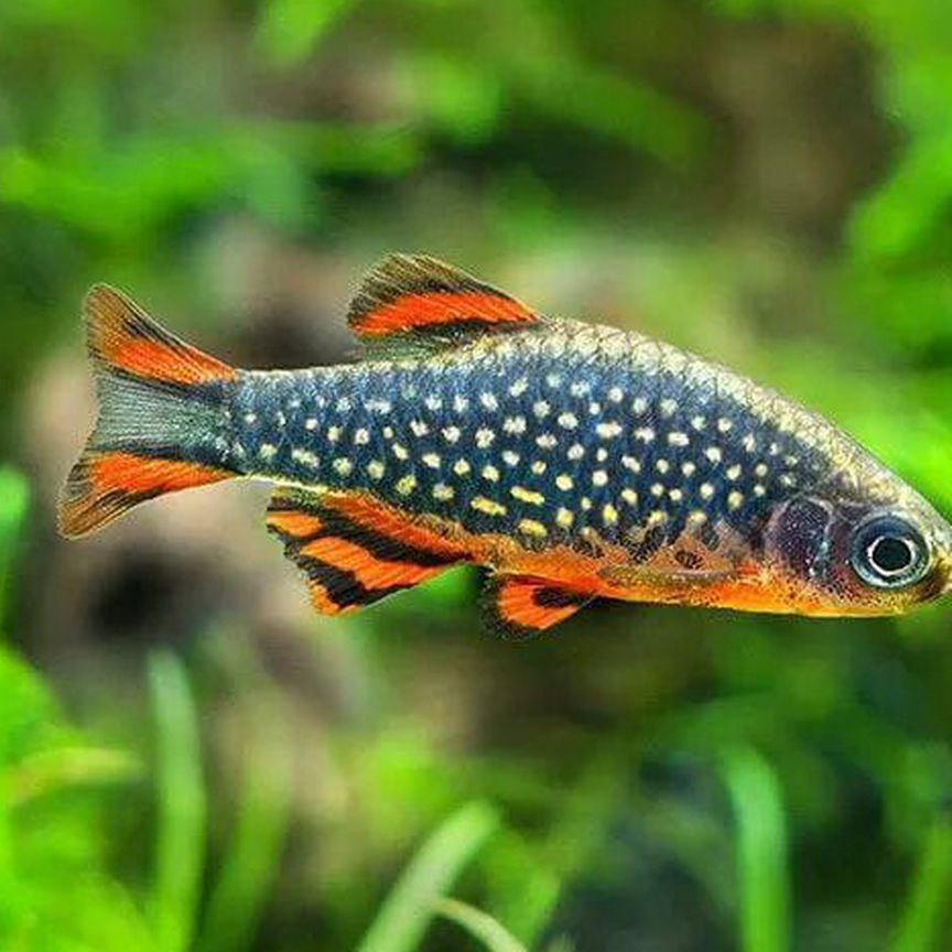 Стайка 10 рыб Микрорасбора эритромикрон/галактика