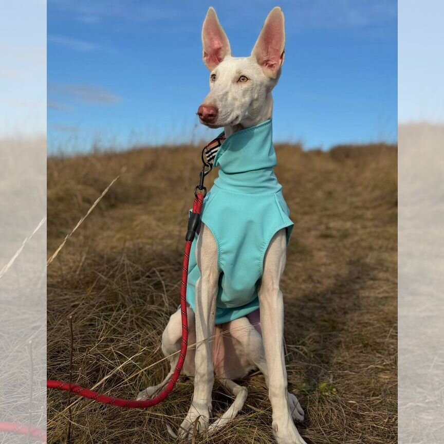 Поденко ибиценко