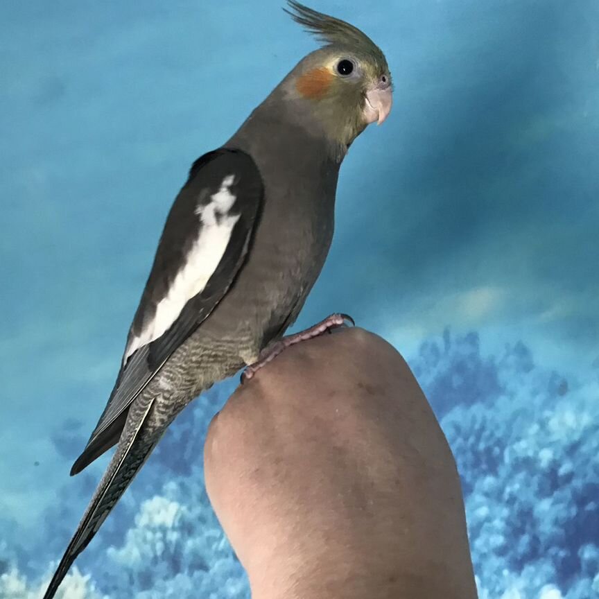 Попугай карелла птенец ручной щекастый природник