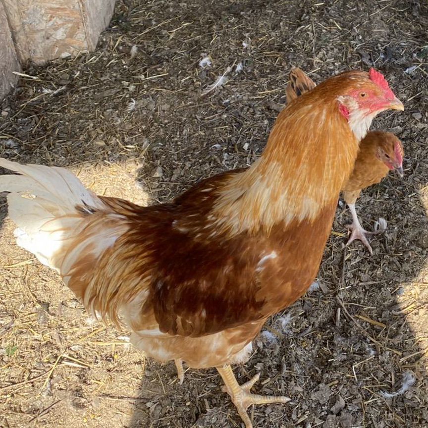 Молодые петухи