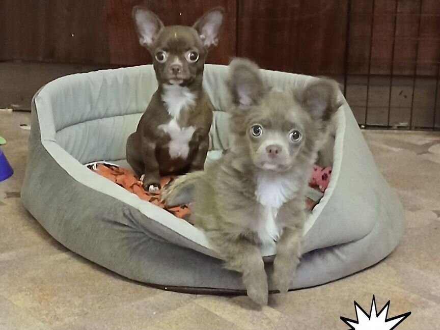 Чихуахуа лиловый и шоколад РКФ