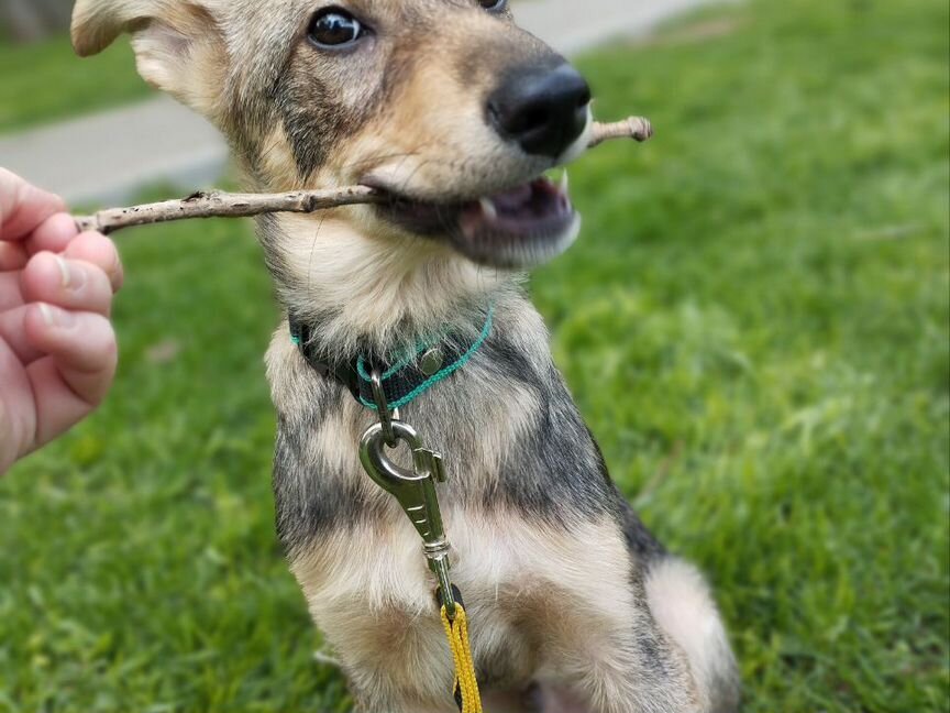 Щенок Ганс в добрые руки