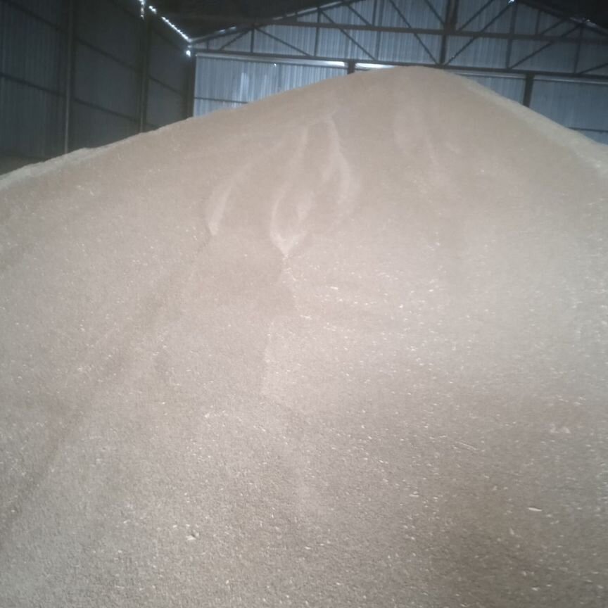 Зерно пшеница