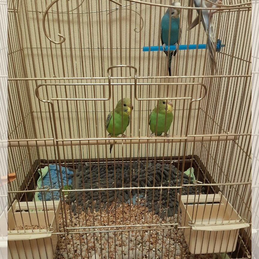 Волнистый попугай, самочки