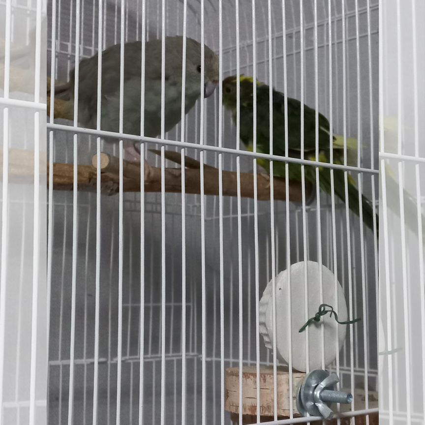 Попугай какарик с клеткой