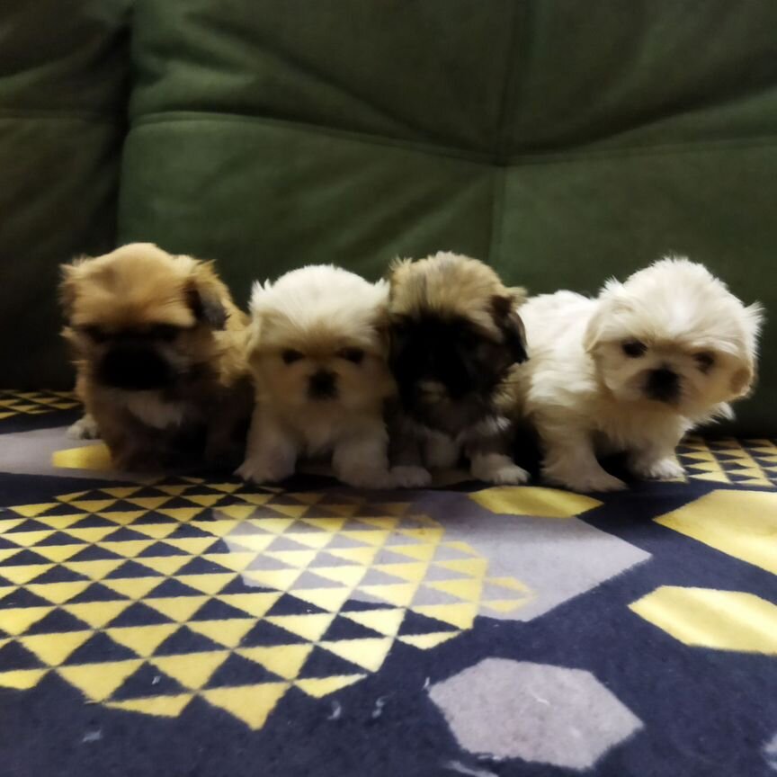 Собаки щенки пекинесы маленькой породы