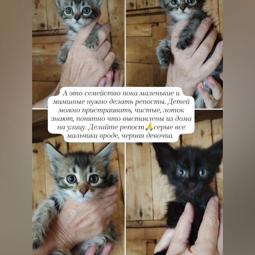 Котята в добрые руки
