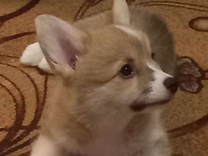 Великолепные корги