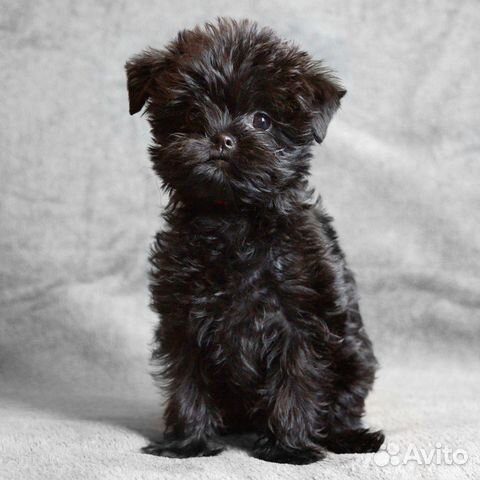 Аффенпинчер щенки