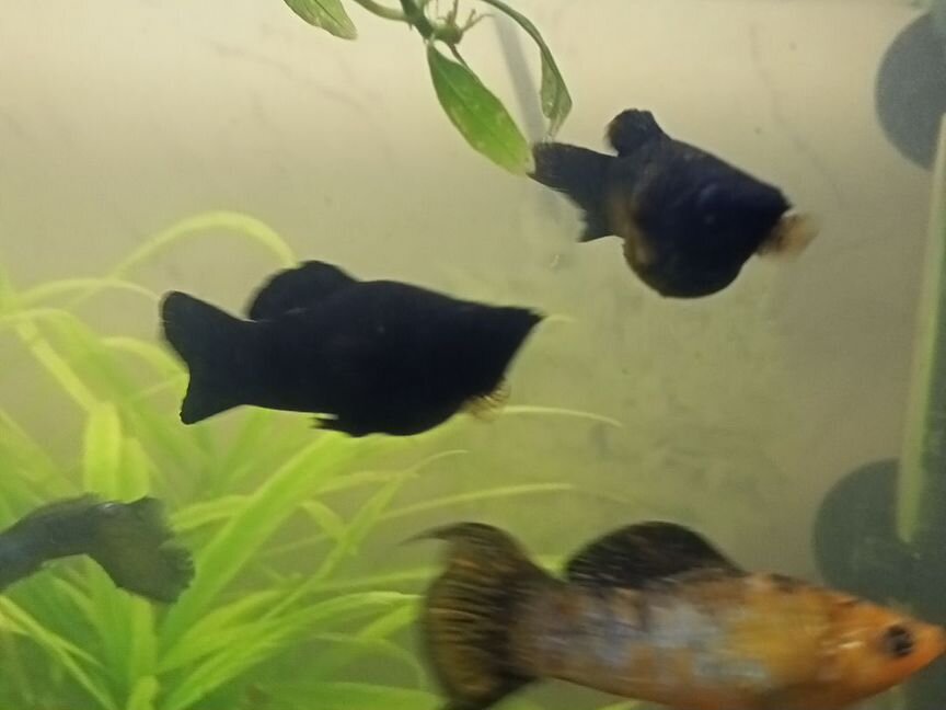 Самцы молинезии