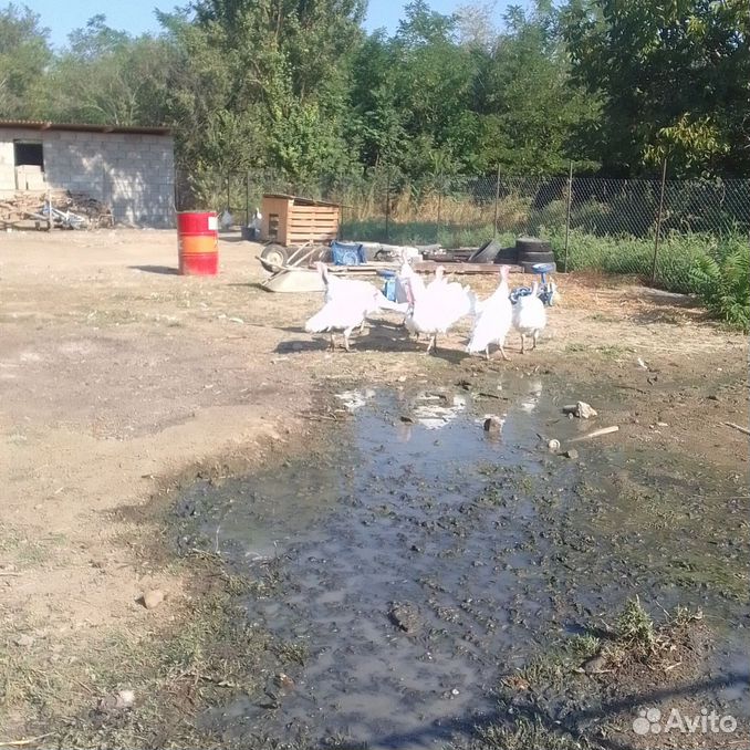 Индюки на мясо