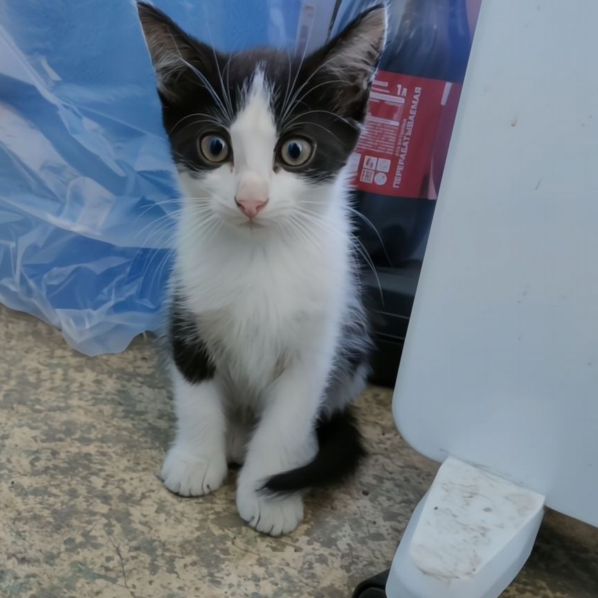Котёнок в добрые руки