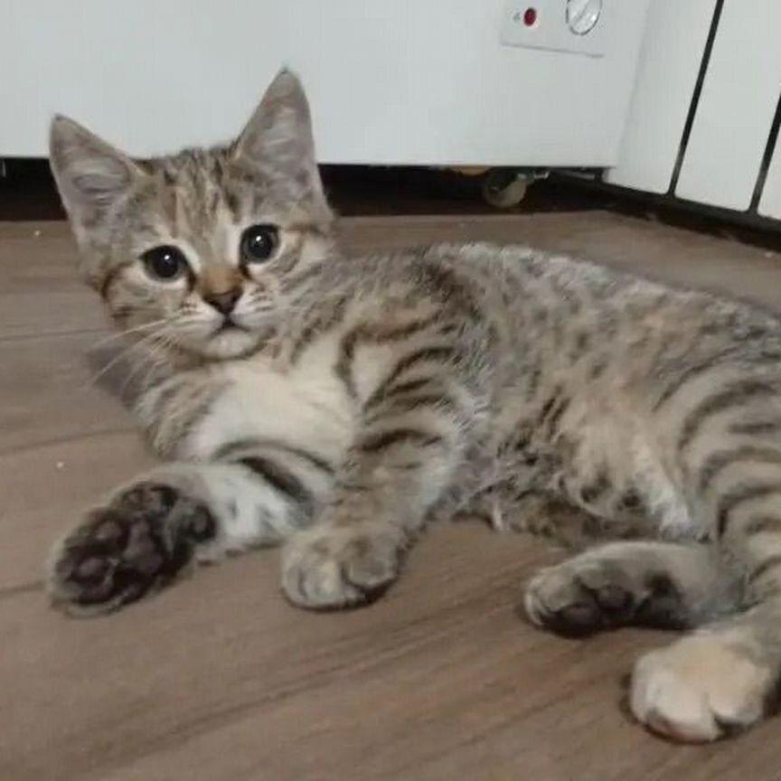 Котёнок в добрые руки