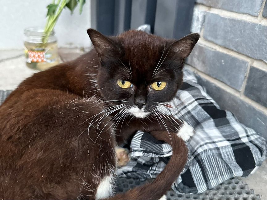 Котенок з месяца
