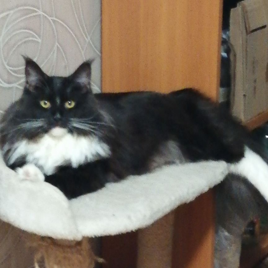 Продам Мейн Кун, кошка