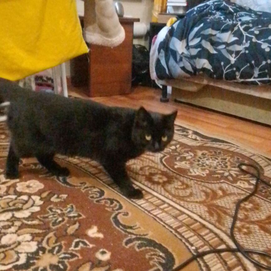 Любопытная черная кошка ищет свой дом