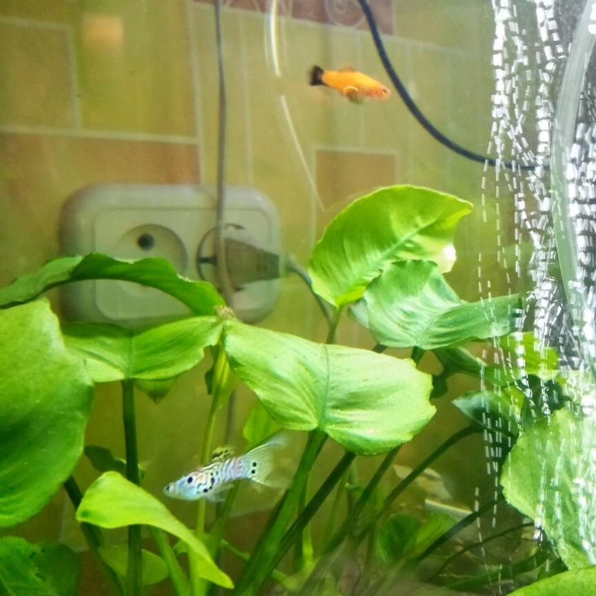 Гуппи самцы