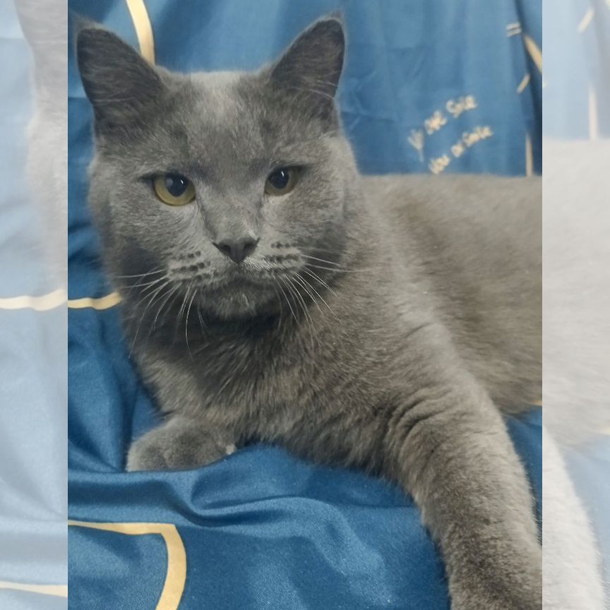 Котики бесплатно