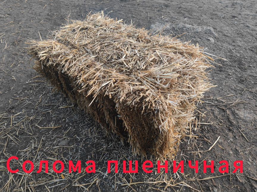 Солома