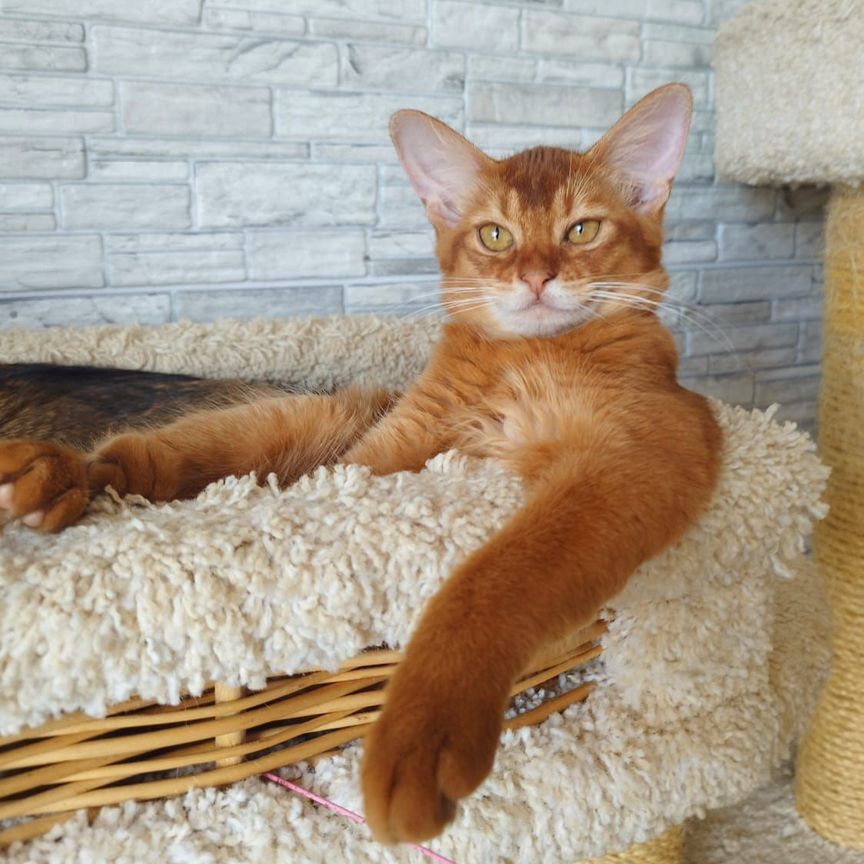 Сомали девочка 4 мес