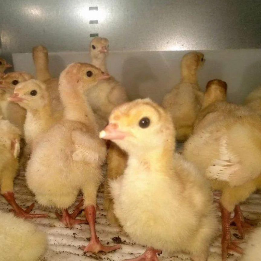 Запись на индюшат